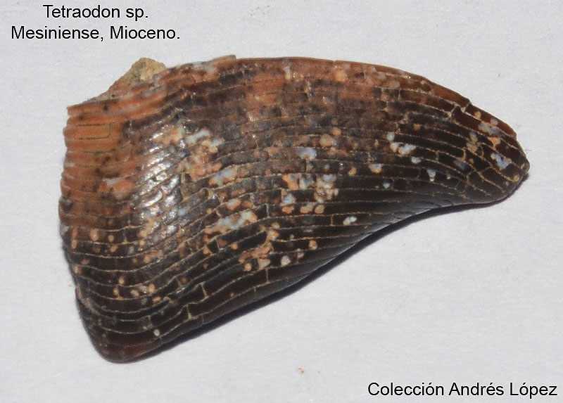 Grupo Mineralógico de Alicante. Minerales del Mundo